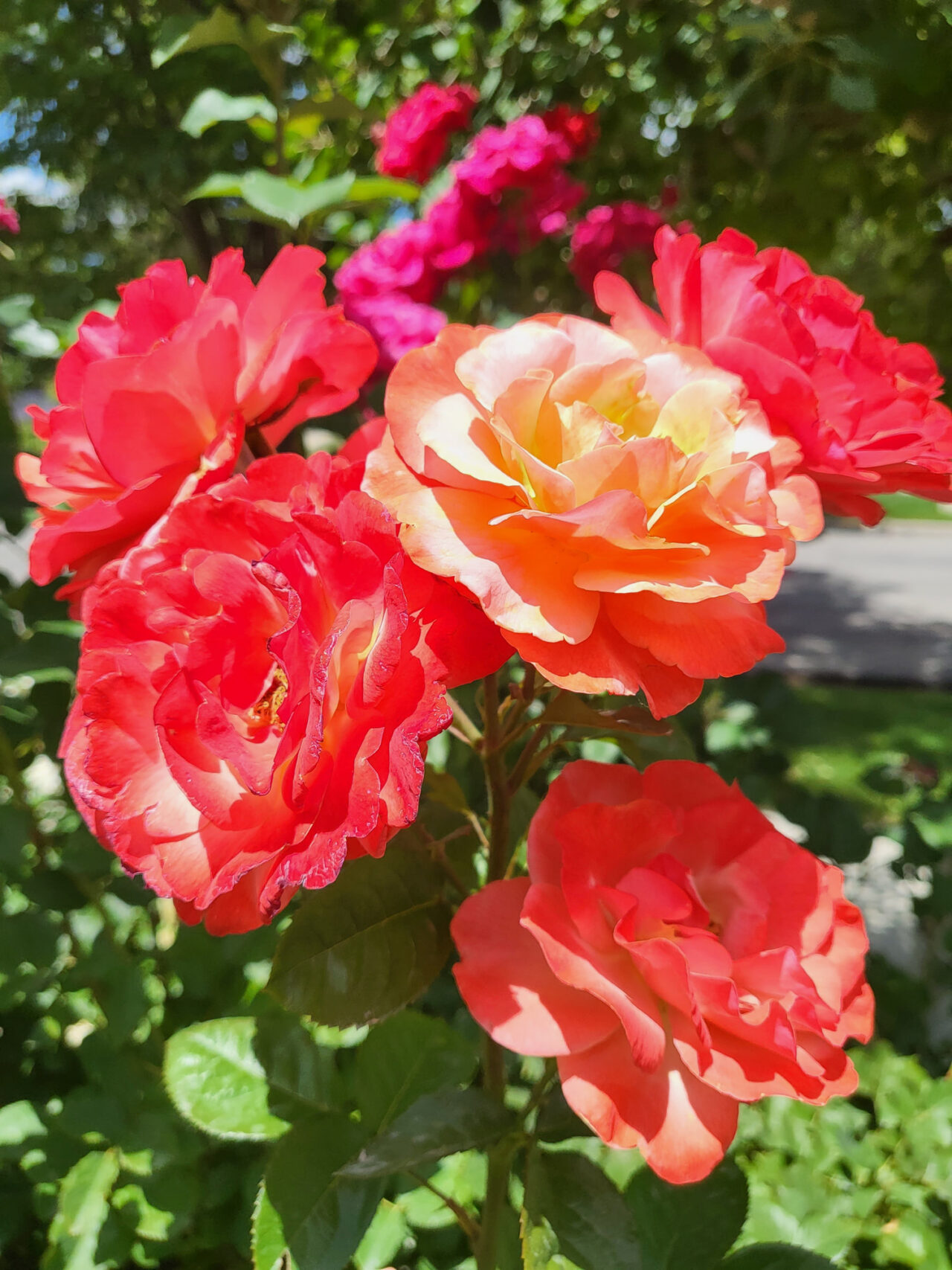 Roses - Perfume Punk